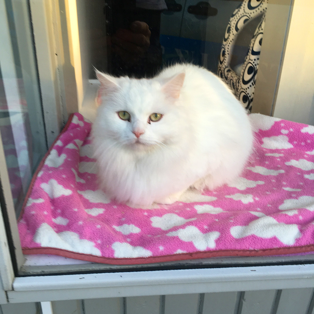 Cattery Prices Silverdale | Cattery Cost Per Day Auckland